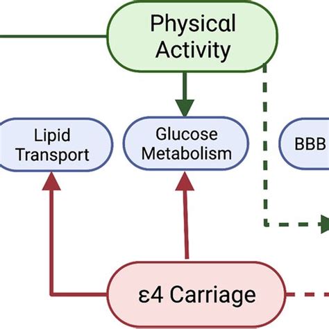 Hypothesised Associations Between Apolipoprotein E Gene Allele Download Scientific Diagram