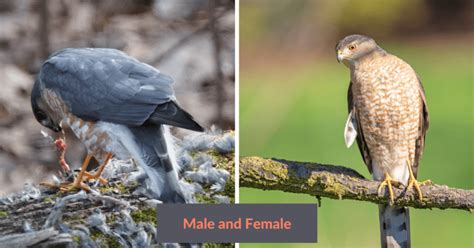 8 Formidable Hawks In North Carolina You Can Observe During The Year