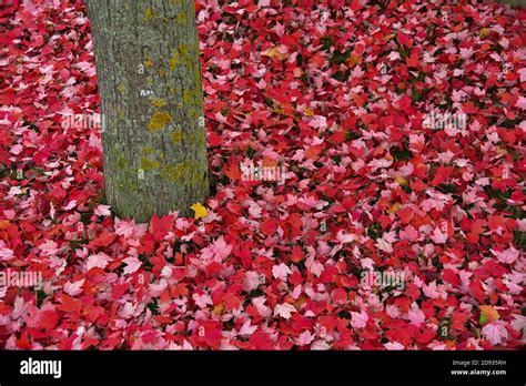 Red Autumn Leaves Lie Under Tree Hi Res Stock Photography And Images Alamy