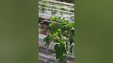 고추줄 2단 Youtube