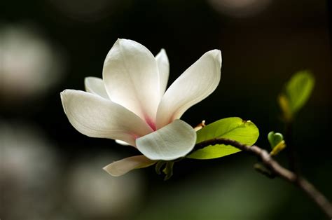 白玉兰花 白玉兰花的样子 大叶玉兰 文秘苑图库