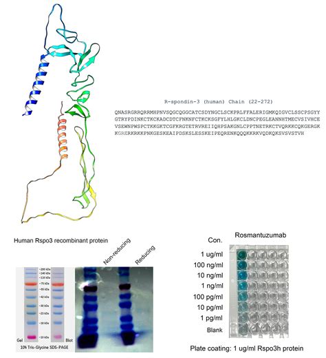 R Spondin 3 Rspo3 Recombinant Protein Bicell Scientific®