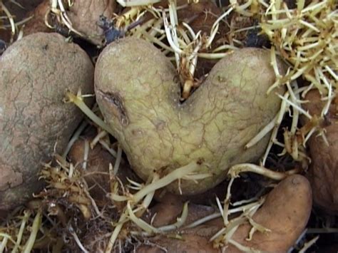 The Gleaners And I Harvard Film Archive