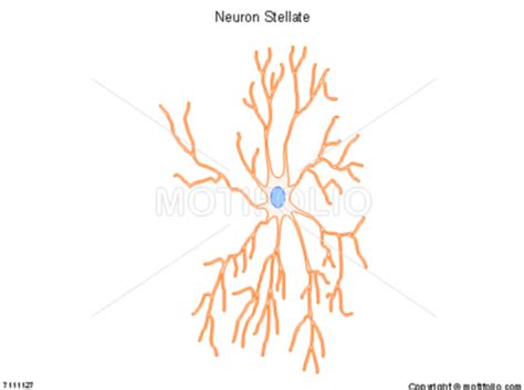 Stellate Neuron