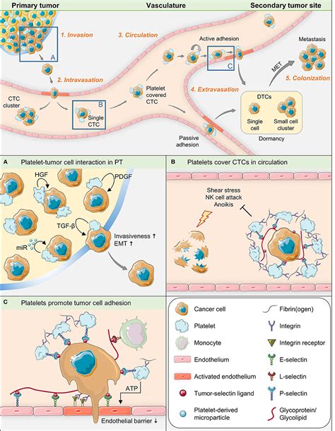Frontiers The Role Of Platelet Cell Surface P Selectin For The Direct Platelet Tumor Cell