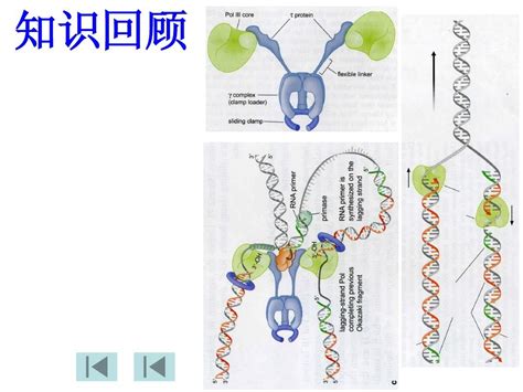 第4节 Dna复制的起始word文档在线阅读与下载无忧文档