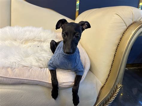 이탈리안그레이하운드 하리 포미분양 포매라니안분양 포메리안분양 치아와분양 말티스분양 푸말티분양 러시아블루분양 포미분가격 포매라니안분양가격 포메리안분양가격 치아와분양가격 말티스