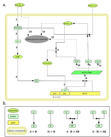 A Boolean Model Of The Lac Operon Hyperarcs Are Numbered According