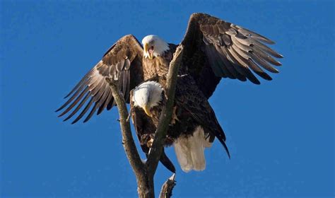 Eagles Having Sex Funny