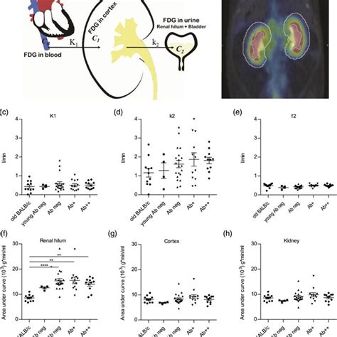 Renal Hilum Suv Increased In Anti Dsdna Ab Mice A Illustrates The Download Scientific