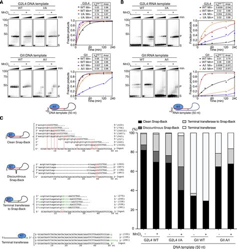 Group Ii Intron Like Reverse Transcriptases Function In Double Strand Break Repair Cell