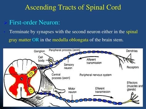 Ppt Spinal Cord Ascending Tracts Powerpoint Presentation Free