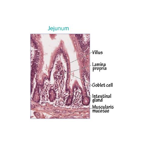Small Intestine Microvilli Histology