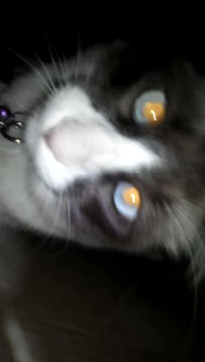 Gato Princesito Youtube