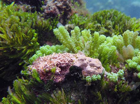 Coral Reef Algae Lab