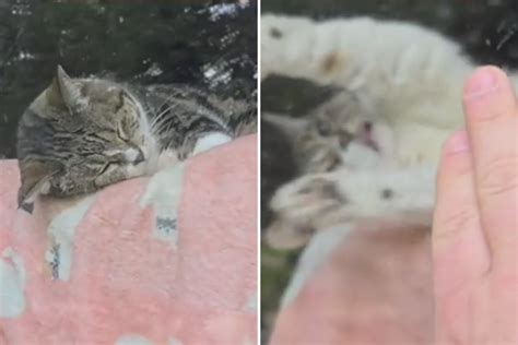 Hearts Melt At How Man Lets Senior Cat Know He Is Home Newsweek
