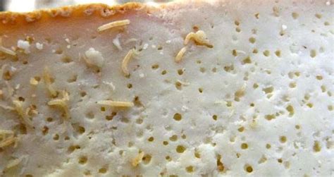 Casu Marzu The Italian Maggot Cheese Thats Illegal Around The World