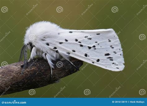 Closeup On The Black Spotted White Ermine Moth Spilosoma Lubricipeda