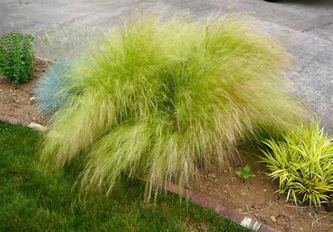 25 Mexican Feather Grass Pony Tails Ornamental Stipa Tenuissima Seeds