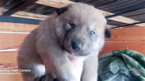 Первый щенок разведчик Youtube