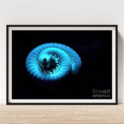 Uv Fluorescence Of A Millipede Art Print By Melvyn Yeoscience Photo