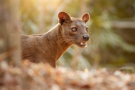 Unveiling The Secrets Of The Fossa Madagascars Premier Predator Your