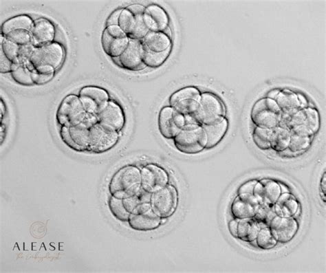 Blog Alease The Embryologist