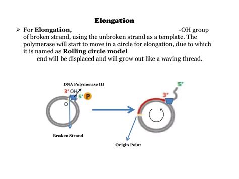 Rolling Circle Model And M13 Bacteriophage Replication Ppt