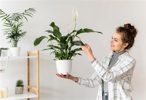 Plantas De Interior Cuidar 10 Plantas De Interior Fáciles De Cuidar Y