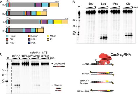 RNA Dependent RNA Targeting By CRISPR Cas ELife