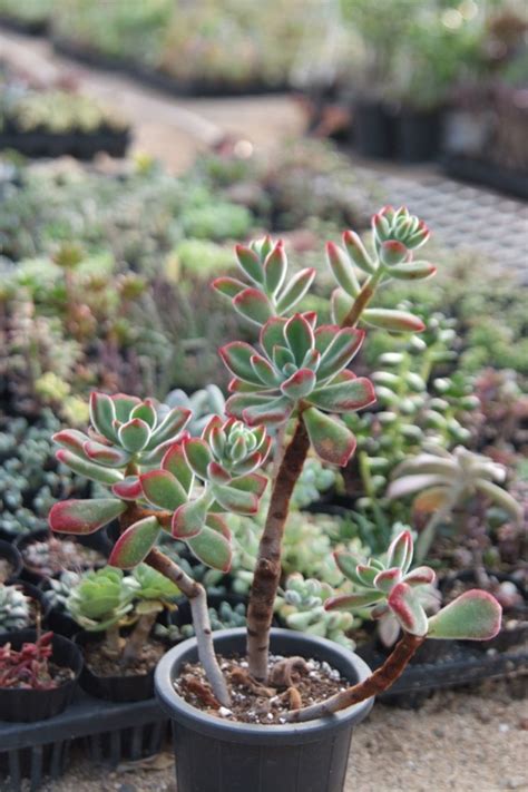 예쁜다육식물종류 다육이 종류와 이름 아~~금황성 네이버 블로그