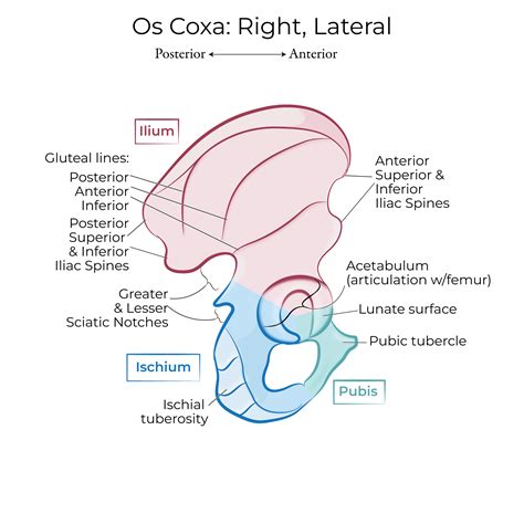 Ilium Ischium The Hip Bone Ilium Ischium Pubis Teachmeanatomy
