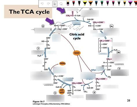 TCA Cycle Diagram Quizlet