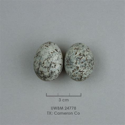 Common Nighthawk Breeding Phenology