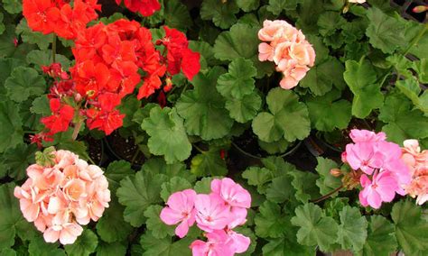 How To Plant Grow And Care For Geraniums