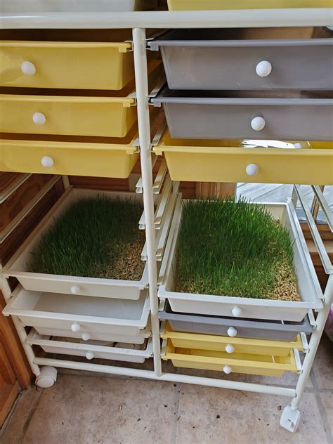 Fodder System Goat Ideas Sprouted Grains Aluminum Tray Shelf System