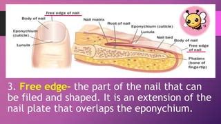 Ppt Nail Structure And Shapespptx