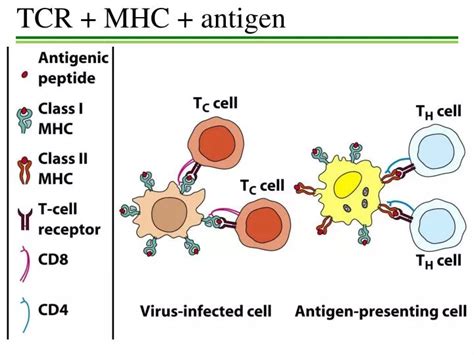 Ppt Tcr Mhc Antigen Powerpoint Presentation Free Download Id 2864089