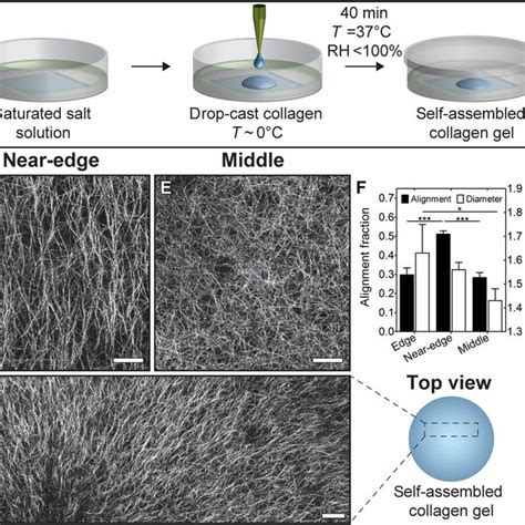 Self Assembly Of Collagen In Evaporating Droplets Generates Aligned