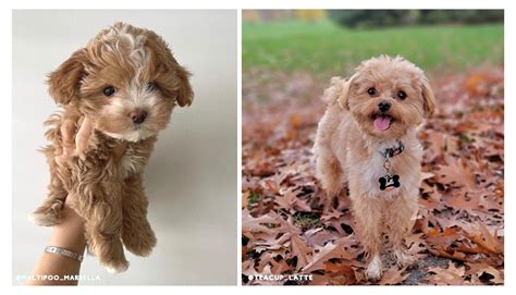 Red Teacup Maltipoo Maltipoos Sd In California Maltipoo And Poodle