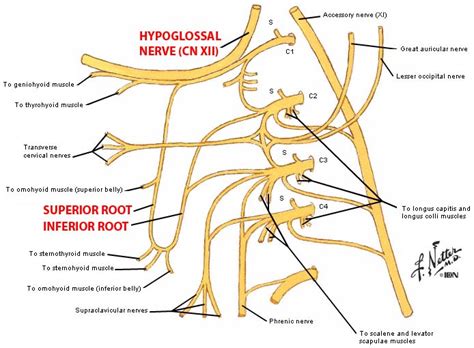 Vesselsnerves Of The Neckcervical Plexus Ranzcrpart1 Wiki Fandom