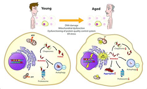 浅谈细胞衰老及治疗体积相关年龄