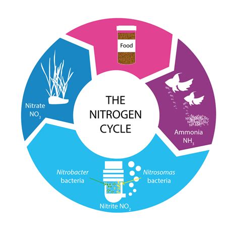 The Nitrogen Cycle By Nt Labs