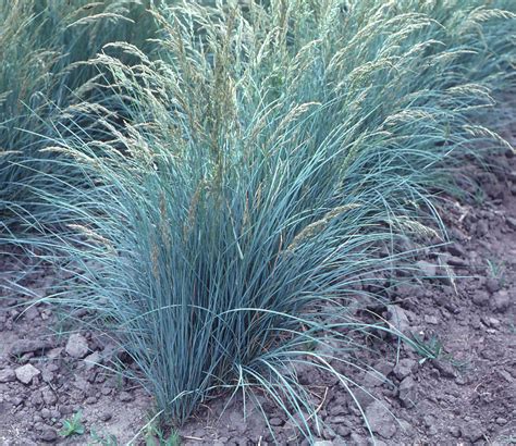 Big Bluegrass Forage U Pick