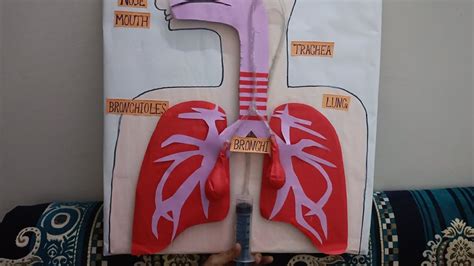 Human Respiratory System Lungs Working Model Science Project Working