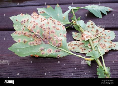 The Underside Of Leaves Infected With Juniper Hawthorn Rust Stock Photo Alamy