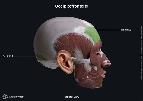 Occipitofrontalis Lateral View Anatomy App