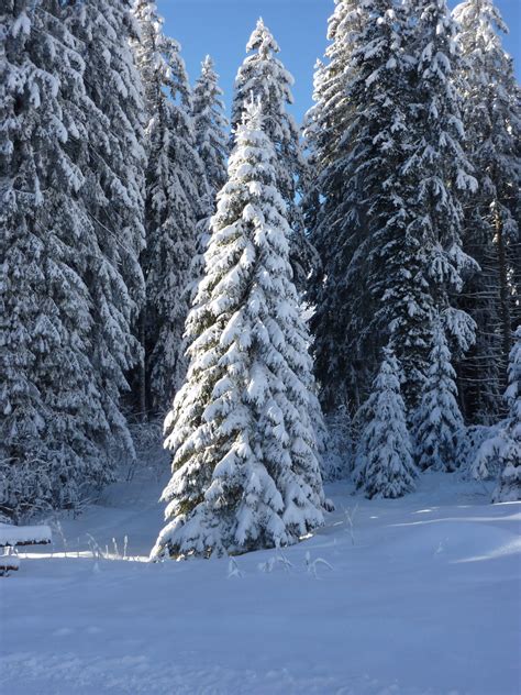 무료 이미지 경치 자연 분기 감기 서리 산맥 상록수 날씨 눈이 내리는 전나무 시즌 구과 식물 가문비 겨울 꿈 냉랭한 겨울 마술 낙엽송 겨울