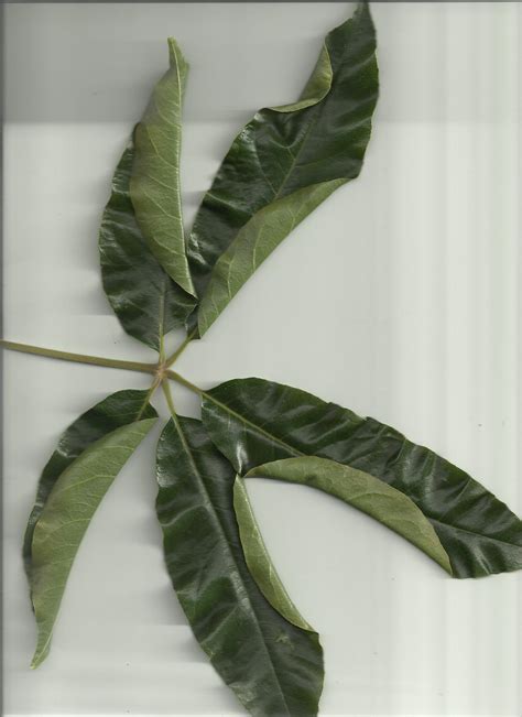 Forum Please Identify Fruit Tree