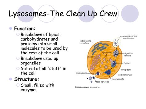 Lysosome Function